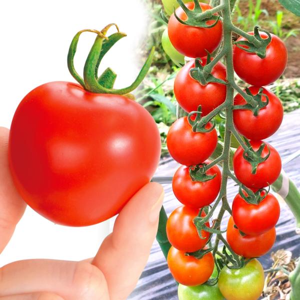 ●商品情報：当社スタッフの試食会でも「味が濃くて美味しい」「甘味が深い」と大絶賛！！ 甘味と酸味の絶妙なバランスが生み出す、濃厚で深みのある食味が特徴の中玉トマト。まんまるとした濃赤色の果肉は、肉厚＆ジューシーで食べ応え抜群。1房に10〜1...