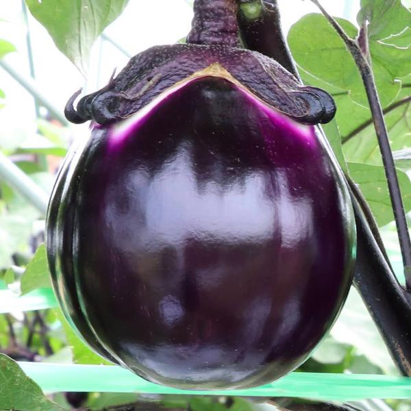 ●商品情報：最大果重580ｇ、長さ16cm、直径14cmのソフトボール大にもなるビッグサイズのナス!! 果皮は鮮やかな紫色でツヤがあり、果肉は綺麗な白色で、とてもやわらかく肉厚。日本のナスに比べ水分が少なく実がしまる「フィレンツェタイプ」で...