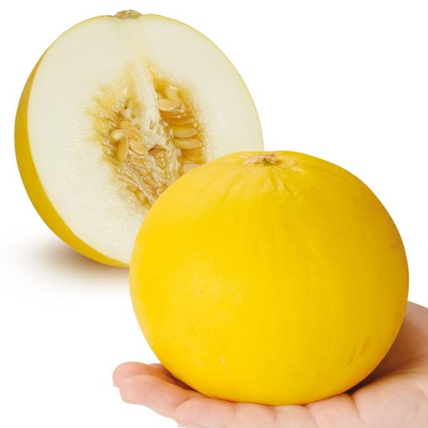 ●商品情報：これまでのメロンの常識を覆す、やわらかな酸味と糖度15度を超える濃厚な甘味が特徴!! 新感覚の柑橘系メロンが登場！ つるんとした黄色の果皮と、果汁が豊富でジューシーな白色果肉のコントラストが美しい。1株4果採りの場合、果重約1k...