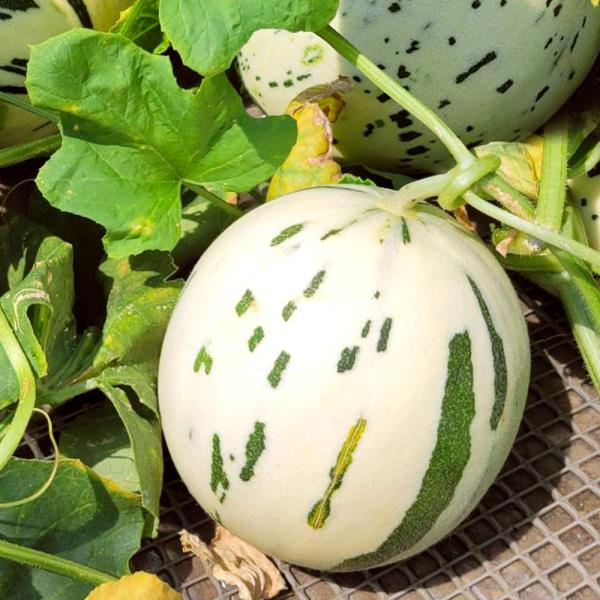 ●商品情報：大玉で、白色の果皮に緑色の縞模様が出る特徴的な外観は、まさに「白樺の木」のようで美しい! 果肉は白色でやわらかい食感。糖度15〜17度で、甘味はしっかり・後味さっぱりと美味しい！ 果実は常温でも冷やしても美味しいく食べられ、耐病...