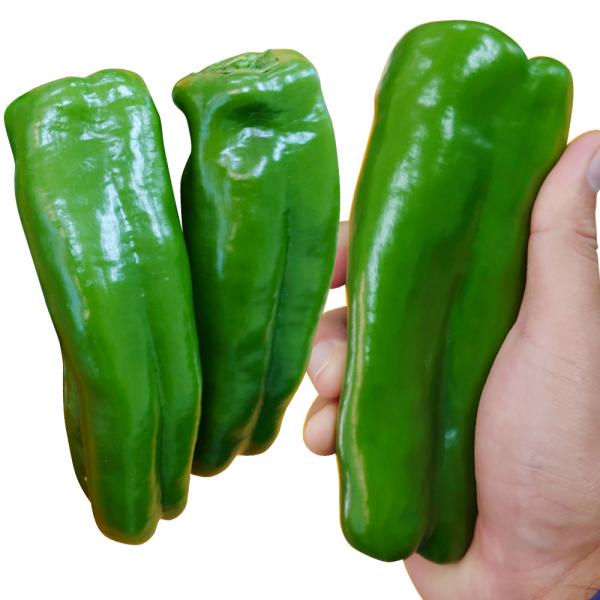 ●商品情報：果重100g以上、果長約15cmにもなる食べ応え抜群のジャンボピーマン!!  肉厚でみずみずしく、苦味も少ないので、様々な料理に大活躍。●果重（約）：100g●お届け状態：種子●入り数：12粒●発芽適温：25〜30℃※発芽させる...