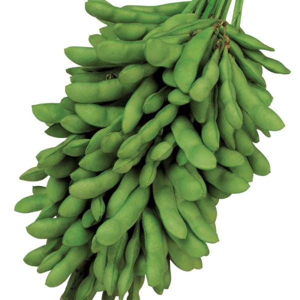 ●商品情報：弊社売上No.1枝豆！ 甘味強く栗のような食感を持つ新しい枝豆！ 一度食べたら忘れられない美味しさです。ボリュームある大莢で、着莢にも優れる豊産性。播種後約85日で収穫可能。あまりの旨さにリピーター続出の品種です。※海外持出禁止...