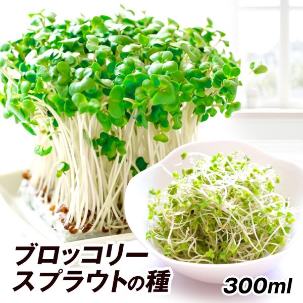 ●商品情報：テレビで紹介され話題沸騰中！！大人気でいつでも手軽に栽培可能！ 栄養豊富なので常備野菜にどうぞ。成熟ブロッコリーの8〜10倍のスルフォラファンを含むほか、カロチンやビタミンC、ビタミンE、ビタミンKが特に豊富。活性酸素を無害化す...