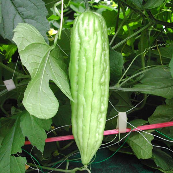 ●商品情報：ツヤのある薄緑色の果皮は、イボが無く滑らかで美しい！！ 果肉は苦味がほとんどなく、あっさりとした食味でお子様にも！ 草勢強くスタミナ満点で、ハウス・トンネル・露地まで幅広く栽培可能。●果長（約）：28〜30cm●果重（約）：25...
