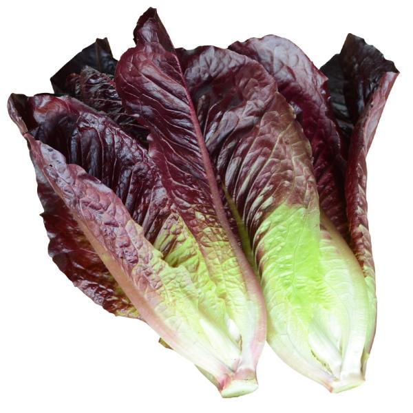 ●商品情報：葉色が鮮やかな濃赤色となるレッドロメインレタス。日光が当たらない部分は緑色となり、外葉を外した際の赤色とのコントラストが美しい。●お届け状態：種子●入り数：コート種子50粒●発芽適温：15〜20℃※発芽させるには播種床を上記の温...