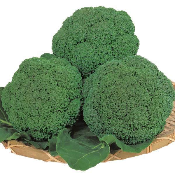 ●商品情報：目を引く大きさ！食べ応え抜群！ 肥大性に優れ秀品率の高い中生種。花蕾は締まりよく、濃緑の美しく滑らかな豊円形に育ちます。草勢旺盛で、根張り強く耐湿性あり。冬春まき栽培、夏まき年内どりが可能。●収穫部分：頂花蕾収穫●頂花蕾重（約）...