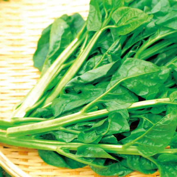 ●商品情報：カルシウムを多く含み、栄養豊富！！茹でるとぬめりが出るのが特徴。このぬめり成分で夏バテ対策に!●お届け状態：種子●備考：播種や植え付け後の栽培条件、天候等によりその結果が異なることがありますが、弊社の責と考えられる結果不良の責め...