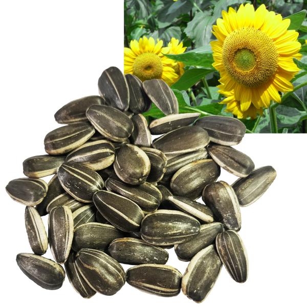 ●商品情報：花後にできる種子を食べる品種。ビタミンEやミネラル、食物繊維が豊富で高栄養価!!●お届け状態：種子●備考：播種や植え付け後の栽培条件、天候等によりその結果が異なることがありますが、弊社の責と考えられる結果不良の責めはお買い上げ代...