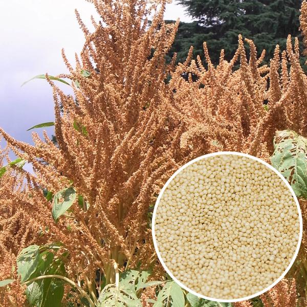 ●商品情報：味にクセがなく、プチプチした食感が面白い。種皮が柔らかく、精米せず全粒で食べられます。カルシウムや鉄分、繊維質などが、バランスの良い高栄養化穀物です。ご飯に混ぜて炊いたり、様々な加熱料理に。●お届け状態：種子●播種目安：100〜...