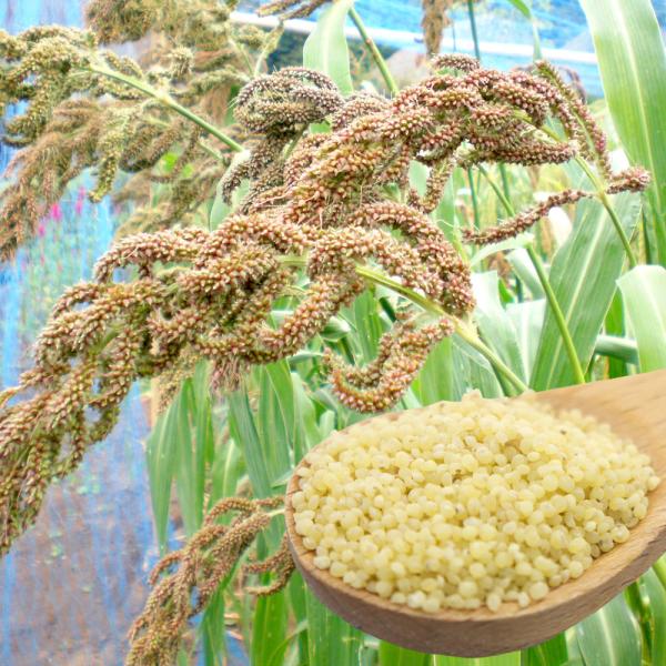 ●商品情報：生育が早い極早生ひえ。香り高く、トロロ飯などに。玄米の二倍のビタミンB1を含み栄養価高い。●お届け状態：種子●播種目安：400ml/1a※1a=100平方メートル●備考：播種や植え付け後の栽培条件、天候等によりその結果が異なるこ...