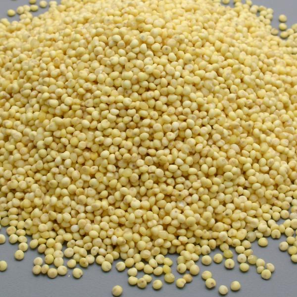 ●商品情報：精白すると鮮やかな黄色になります。甘味と香りがあり、もちもち粘りが強く、ご飯と混ぜて炊いたり、団子などお菓子に。育てやすい。●お届け状態：種子●播種目安：100〜200ml/1a※1a=100平方メートル●備考：播種や植え付け後...