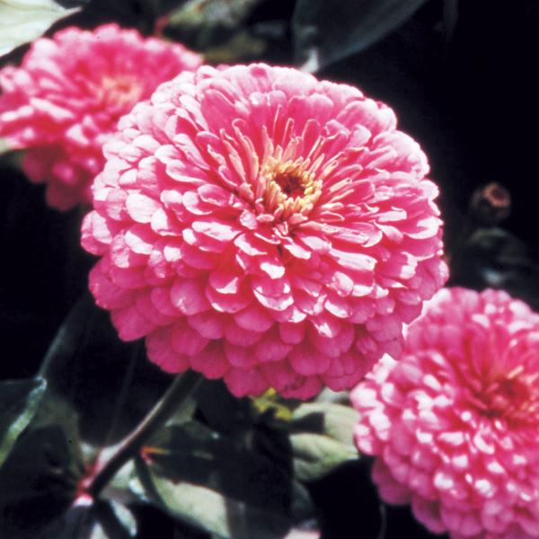 鮮やかな桃花●商品情報：全国で栽培可能。長期間次々と花を楽しめる強健人気品種を厳選!!花壇・鉢花に見逃せない素敵な花ばかり。●お届け状態：種●分類：1年草●花期(約)：7〜10月●草丈(約)：90cm ※種子の粒数はおおよその目安を記載して...