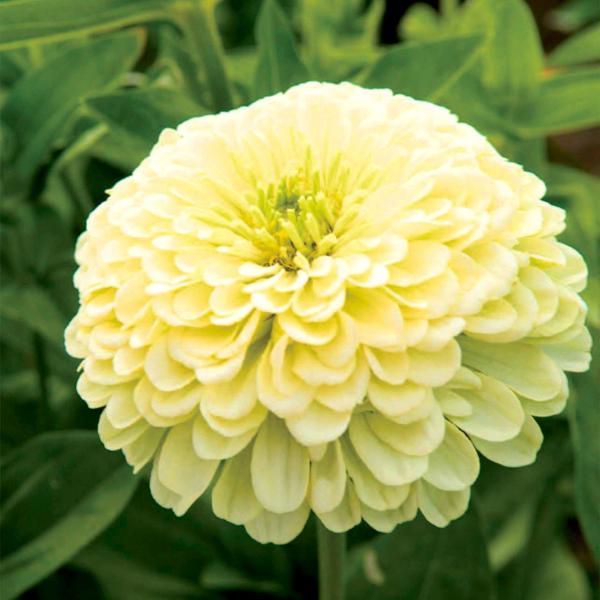 淡い黄色●商品情報：全国で栽培可能。長期間次々と花を楽しめる強健人気品種を厳選!!花壇・鉢花に見逃せない素敵な花ばかり。●お届け状態：種●分類：1年草●花期(約)：7〜10月●草丈(約)：90cm ※種子の粒数はおおよその目安を記載しており...