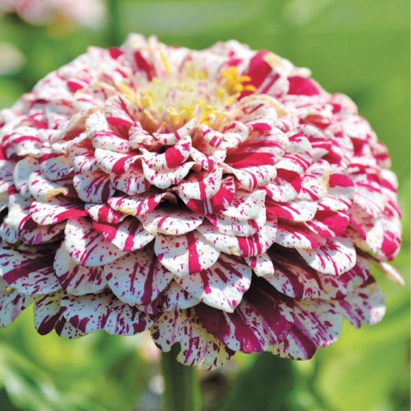 ●商品情報：目を惹く花色   ●お届け状態：種子   ●分類：1年草   ●花期：7〜10月   ●草丈：60cm   ●備考：播種の際には温度・水・酸素の条件を必ずお守りください。播種や植え付け後の栽培条件、天候等によりその結果が異なるこ...