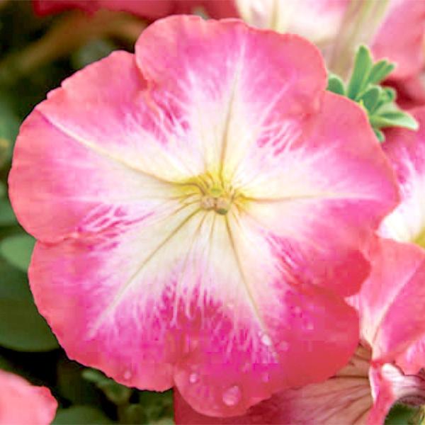 豊富な花色●商品情報：全国で栽培可能。長期間次々と花を楽しめる強健人気品種を厳選!!花壇・鉢花に見逃せない素敵な花ばかり。●お届け状態：種●分類：1年草●花期(約)：7〜10月●草丈(約)：25cm ※種子の粒数はおおよその目安を記載してお...