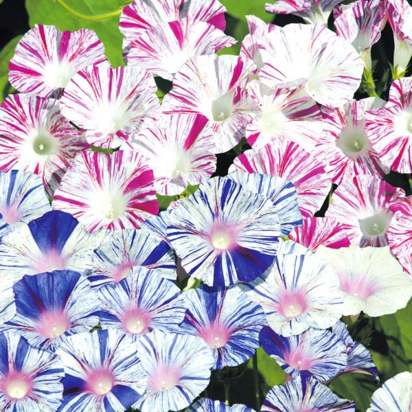 お洒落な花模様●商品情報：全国で栽培可能。長期間次々と花を楽しめる強健人気品種を厳選!!花壇・鉢花に見逃せない素敵な花ばかり。●お届け状態：種●分類：1年草●花期(約)：9〜11月●草丈(約)：つる性 ※種子の粒数はおおよその目安を記載して...