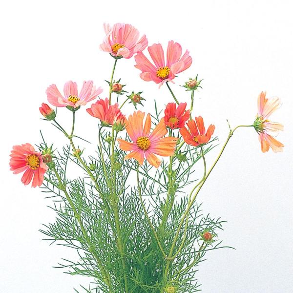 珍しい花色大人気●商品情報：全国で栽培可能。長期間次々と花を楽しめる強健人気品種を厳選!!花壇・鉢花に見逃せない素敵な花ばかり。●お届け状態：種●分類：1年草●花期(約)：6〜11月●草丈(約)：70〜100cm ※種子の粒数はおおよその目...