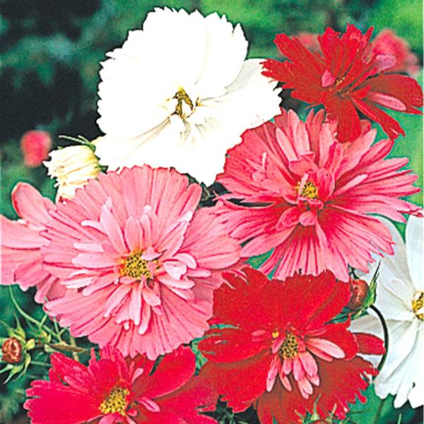 華やかな花形●商品情報：全国で栽培可能。長期間次々と花を楽しめる強健人気品種を厳選!!花壇・鉢花に見逃せない素敵な花ばかり。●お届け状態：種●分類：1年草●花期(約)：7〜11月●草丈(約)：100cm※一重咲きが混じる場合があります。 ※...