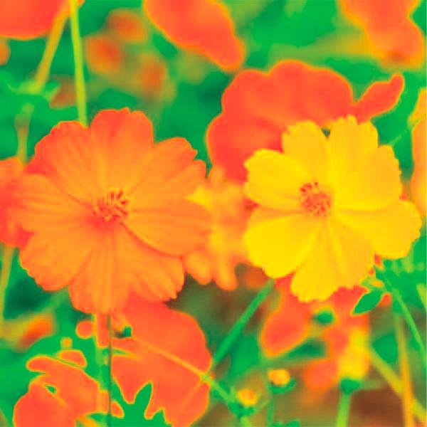 太陽色で美しい●商品情報：全国で栽培可能。長期間次々と花を楽しめる強健人気品種を厳選!!花壇・鉢花に見逃せない素敵な花ばかり。●お届け状態：種●分類：1年草●花期(約)：6〜11月●草丈(約)：70cm ※種子の粒数はおおよその目安を記載し...