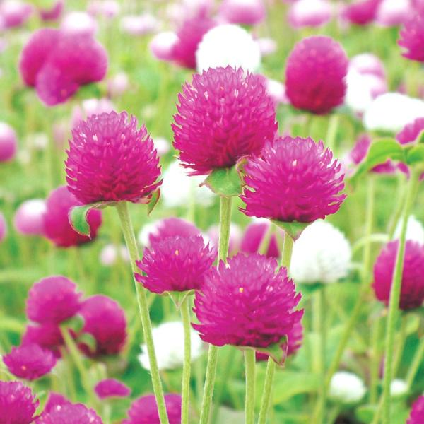 花穂のアクセントに●商品情報：全国で栽培可能。長期間次々と花を楽しめる強健人気品種を厳選!!花壇・鉢花に見逃せない素敵な花ばかり。●お届け状態：種●分類：1年草●花期(約)：6〜10月●草丈(約)：60〜80cm ※種子の粒数はおおよその目...