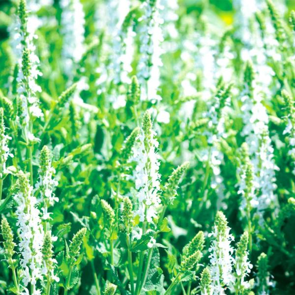 ●商品情報：分枝性抜群！●お届け状態：種●分類：1年草●開花期：6〜9月●草丈：50〜60cm●備考※種子の粒数はおおよその目安を記載しております。実際の粒数とは多少差異がありますのでご了承下さい。また、粒の形状・大きさは、採種地の気候など...