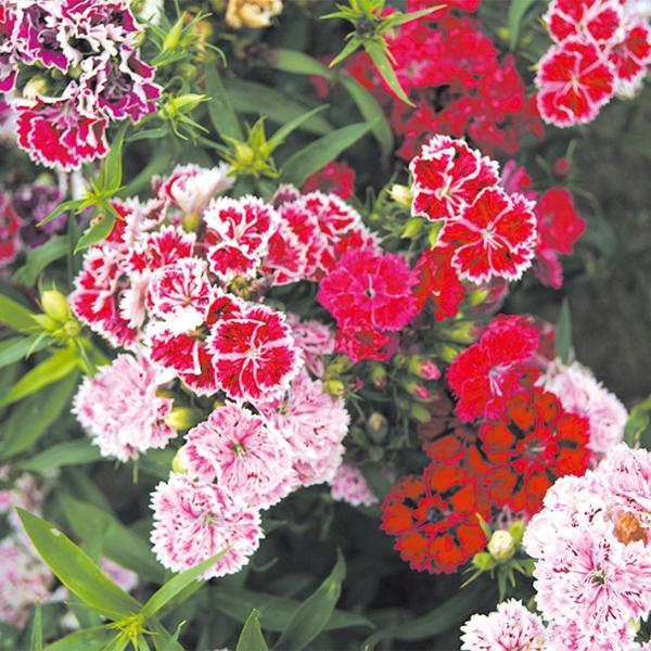 ●商品情報：美しい八重咲き●お届け状態：種●分類：多年草●開花期：7〜9月●草丈：30cm●備考※種子の粒数はおおよその目安を記載しております。実際の粒数とは多少差異がありますのでご了承下さい。また、粒の形状・大きさは、採種地の気候など採種...