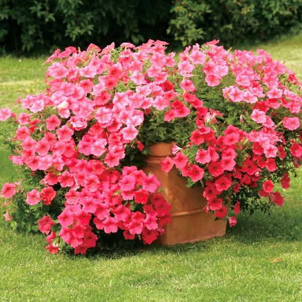 ●商品情報：滝のように溢れんばかりに咲き乱れる姿は圧巻!花壇では絨毯のように広がり、ハンギングでも大型になり見応え抜群!花径５.５〜６ｃｍの中輪花。株幅は８０〜１００ｃｍ。●分類：1年草●花期 (約)：7〜10月●発芽適温：20〜24℃●草...