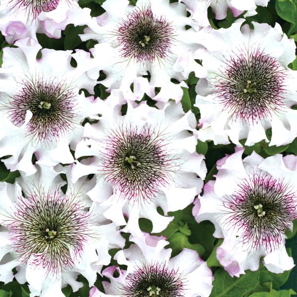 ●商品情報:手のひらサイズで、インパクト抜群の巨大ペチュニア!非常にしっかりとした茎は最長で幅80cm程度にまで広がります。波打つフリルがとっても可愛い。●お届け状態:種●分類:1年草●開花期:7〜10月●草丈:25〜35cm●花径:6〜7...