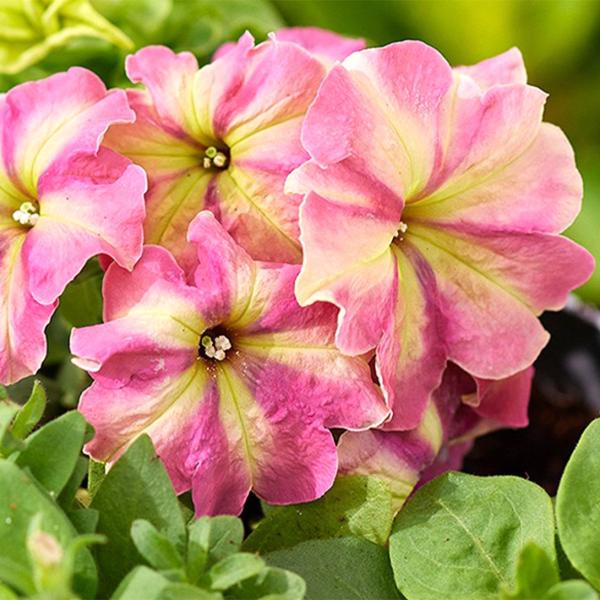 ●商品情報：ユニークな花色で、１株で様々な花色のパターンが出現します。コンパクトな草姿で、こんもりよくまとまります。●分類：1年草●発芽適温：20〜25℃●花期(約)：7〜10月●草丈(約)：20〜25cm●花径(約)：8cm●用途：庭・鉢...