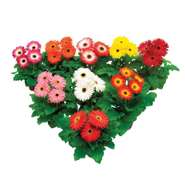 ●商品情報：切花タイプのガーベラの花形はそのままに、コンパクトな鉢植え用のガーベラが誕生しました。花色美しくお庭を彩ります。●お届け状態:種●分類:非耐寒性多年草●開花期:5〜11月●草丈：25〜30cm●発芽適温：22〜24℃●栽培適地:...