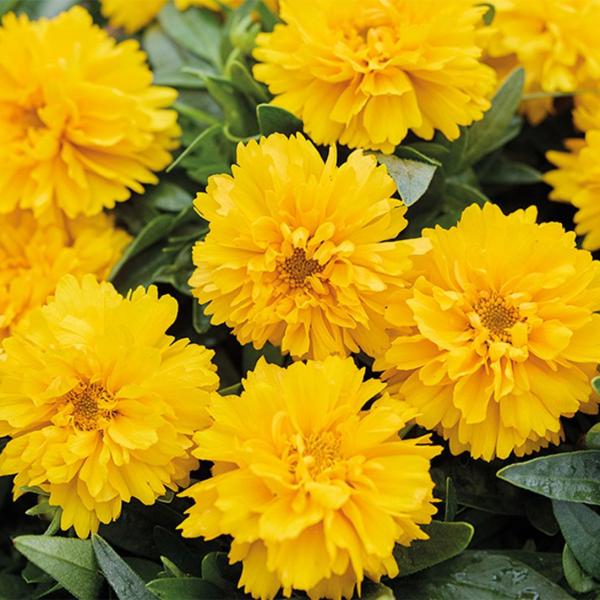 ●商品情報：初年度からしっかりと花弁が増え、セミダブル咲きになる黄金花。草丈はコンパクトで分枝性あり、摘芯なしでもこんもりとした花姿に。●お届け状態:種●分類:多年草●開花期:晩春〜秋●草丈：30〜35cm●発芽適温：20〜25℃●栽培適地...