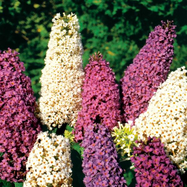 ●商品情報：良い香りのする小さな花をたくさん咲かせます。※開花まで2年ほどかかります。●お届け状態:種●分類:多年草●開花期:7〜10月●草丈：250cm●発芽適温：20〜25℃●栽培適地:庭・鉢・切花※種子の粒数はおおよその目安を記載して...