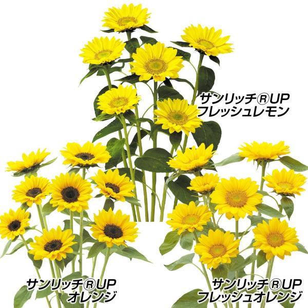 セット内容F1サンリッチ(R)UPオレンジ 1袋（25粒）F1サンリッチ(R)UPフレッシュレモン 1袋（25粒）F1サンリッチ(R)UPフレッシュオレンジ 1袋（25粒）   ●商品情報：完全に真上を向いて咲く画期的なひまわり! ラウンド...