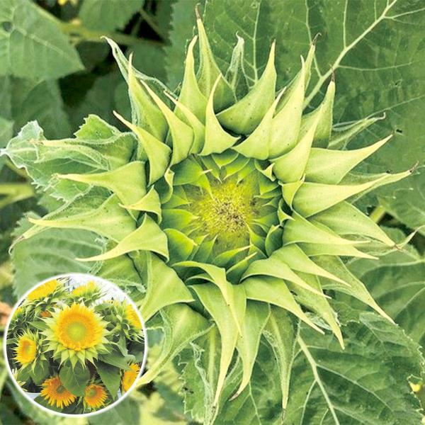 ●商品情報：緑色の舌状花が発達した珍しい向日葵。ブーケや寄せ植えで存在感抜群!!●お届け状態：種子   ●分類：1年草   ●発芽温度：20〜25℃   ●花期(約)：7〜10月   ●草丈(約)：100〜120cm   ●花径(約)：12...