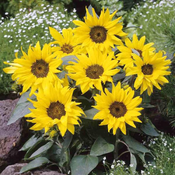 ●商品情報：鮮やかな花弁の色が美しい矮性種。分枝力高く、小さな花がたくさん開花！●分類：1年草●発芽適温：20〜25℃●花期(約)：7〜10月●草丈(約)：25〜40cm●花径(約)：11〜13cm●用途：庭植え・鉢植え・切花 ●備考：※種...