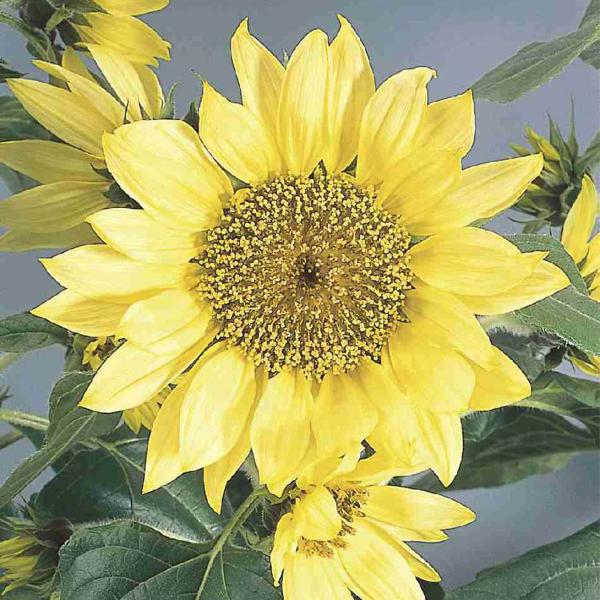 ●商品情報：鮮やかな花弁の色が美しい矮性種。分枝力高く、小さな花がたくさん開花！●分類：1年草●発芽適温：20〜25℃●花期(約)：7〜10月●草丈(約)：25〜40cm●花径(約)：11〜13cm●用途：庭植え・鉢植え・切花 ●備考：※種...