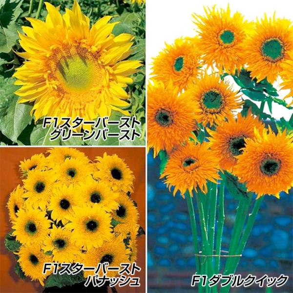 セット内容Ｆ1スターバースト・グリーンバースト　1袋（20粒）Ｆ1スターバースト・パナッシュ　1袋（20粒）Ｆ1ダブルクイック　1袋（20粒）各1袋ずつ●商品情報：夏にぴったりで、見ているだけで元気をもらえるようなヒマワリのセット●分類：1...