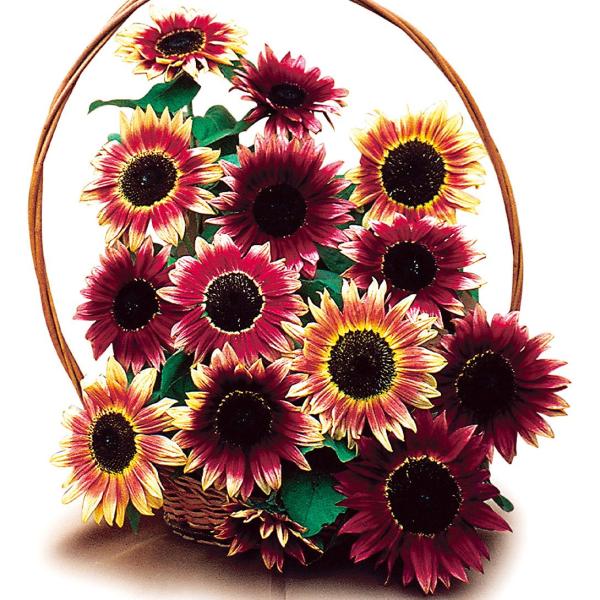 ●商品情報：落ち着いた色合いが、シックな切花アレンジに最適のヒマワリです。花弁の真ん中がまるで赤く色づき、まるでルビーのように美しく咲き誇ります。   ●お届け状態：種子   ●分類：1年草   ●開花期(約)：7〜10月   ●草丈(約)...