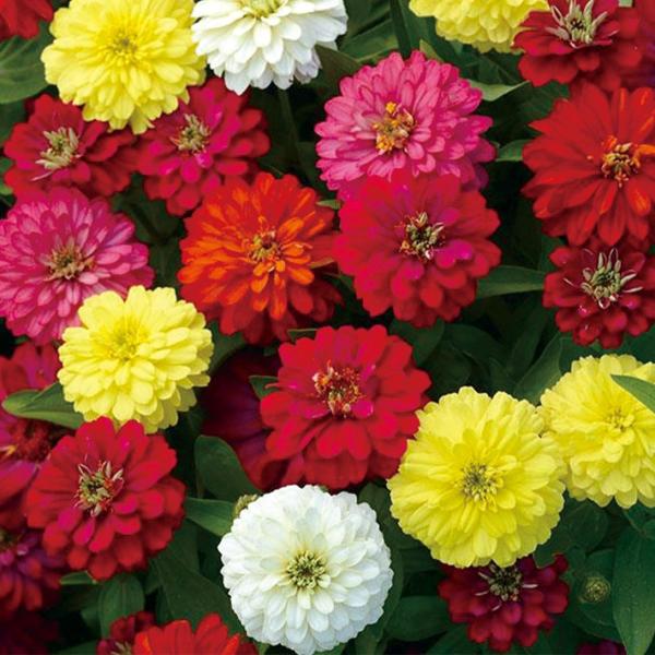●商品情報：豪華な八重咲きのミックス。カラフルな花弁でお庭を明るく彩ります。●お届け状態：種●分類：1年草●花期(約)：7〜10月●発芽適温：18〜23℃●草丈(約)：30〜50cm●備考：※種子の粒数はおおよその目安を記載しております。実...