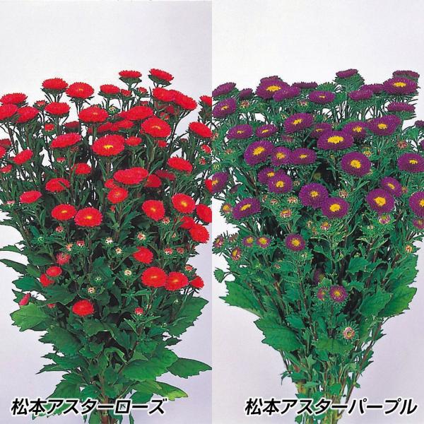 セット内容松本アスターローズ 1袋松本アスターパープル　1袋   ●商品情報：定番で人気の品種を集めました。   ●お届け状態：種子   ●分類：1年草   ●開花期(約)：7〜8月   ●草丈(約)：50〜70cm●発芽適温(約)：15〜...