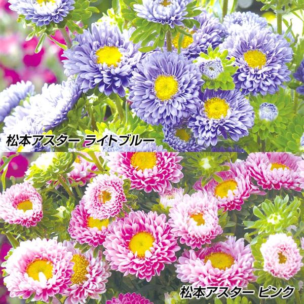 セット内容松本アスター ライトブルー松本アスターピンク 各1袋（200粒）   ●商品情報：色鮮やかな花色で、まさに切花に最適の品種です。   ●お届け状態：種子   ●分類：1年草   ●開花期(約)：7〜8月   ●草丈(約)：50〜7...