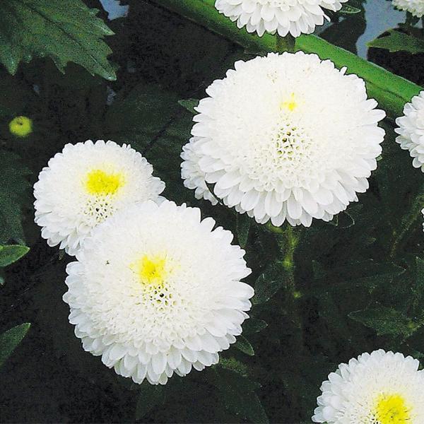 ●商品情報：清楚な純白色の丁字咲き。高性種なので切花に使いやすい。   ●お届け状態：種子   ●分類：1年草   ●開花期(約)：7〜8月   ●草丈(約)：50〜70cm●発芽適温(約)：15〜25℃   ●備考・ご注意：※種子の粒数は...