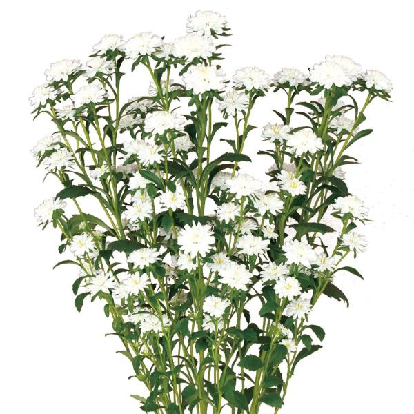 ●商品情報：花径2〜3.5cmの小輪で、かわいいフリル咲きのアスター。花もちが良いので長い間楽しむことができます。●分類：1年草●発芽適温：15〜25℃●花期(約)：7〜8月●草丈(約)：60〜100cm●用途：庭植え・鉢植え・切花 ●備考...