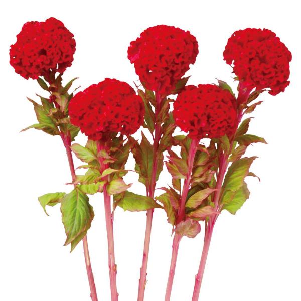 ●商品情報：花冠が丸くなる久留米系の品種。茎も花冠も鮮やかな緋色に色づく。●お届け状態：種子●分類：1年草●開花期(約)：6〜10月●草丈(約)雅：80〜120cm麗炎：100〜120cm●発芽適温(約)：20〜25℃●備考・ご注意：※種子...