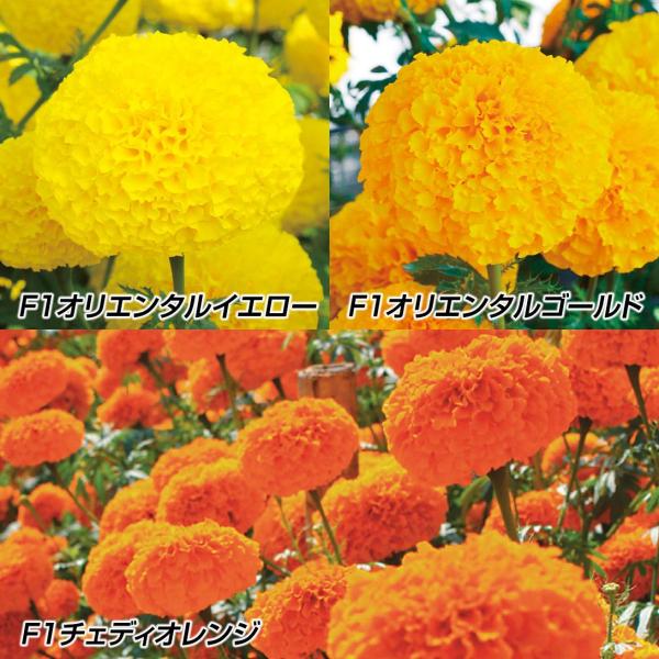 セット内容F1チェディ オレンジ　1袋（25粒）F1オリエンタルゴールド　1袋（25粒）F1オリエンタルイエロー　1袋（25粒）   ●商品情報：大輪で美しい花姿のマリーゴールド。茎が長いため切花に最適！   ●お届け状態：種子   ●分類...