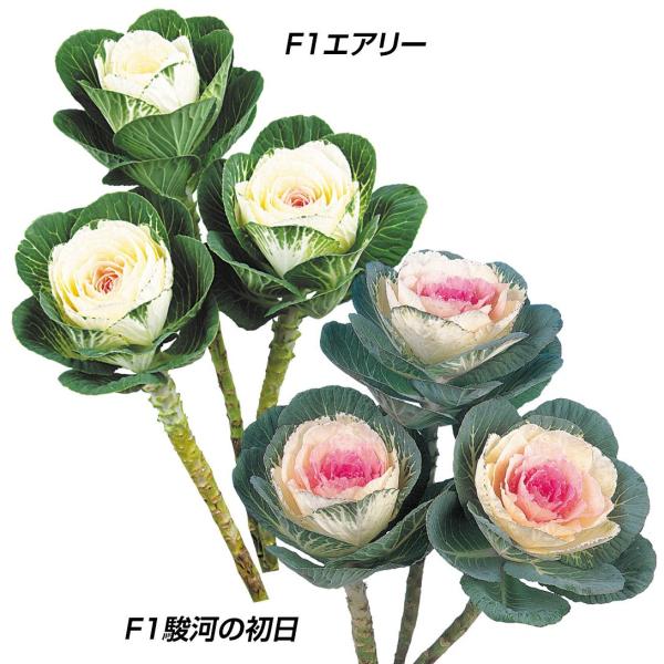 ●セット内容F1エアリー　1袋（15粒）F1駿河の初日　1袋（15粒）各1袋   ●商品情報：毎年人気の高性葉牡丹   ●お届け状態：種子   ●発芽適温(約)：15〜20℃   ●分類：1年草   ●開花期(約)：12〜3月   ●草丈(...