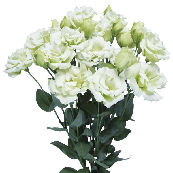 ●商品情報:爽やかな花弁の色合いがとっても人気です。●お届け状態:種●分類:1年草●開花期:5〜10月●草丈：80〜90cm●発芽適温：15〜20℃●栽培適地:庭・鉢・切花※種子の粒数はおおよその目安を記載しております。実際の粒数とは多少差...