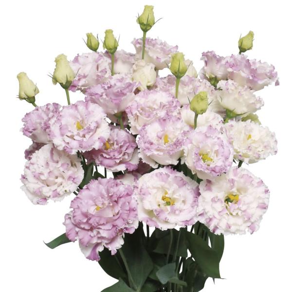 ●商品情報:マーブル模様の花弁が美しい！●お届け状態:種●分類:1年草●開花期:5〜10月●草丈：80〜90cm●発芽適温：15〜20℃●栽培適地:庭・鉢・切花※種子の粒数はおおよその目安を記載しております。実際の粒数とは多少差異があります...