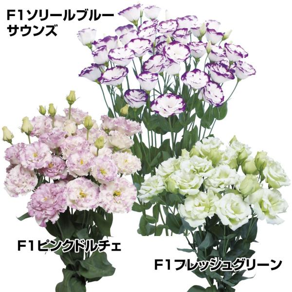 セット内容F1フレッシュグリーン・F1ジュエリーブルーサウンズ・F1ピンクドルチェ/各1袋●商品情報:花束やアレンジメントにも人気のトルコキキョウ。花弁が鮮やかで見応え抜群。●お届け状態:種●分類:1年草●開花期:5〜10月●草丈：80〜9...