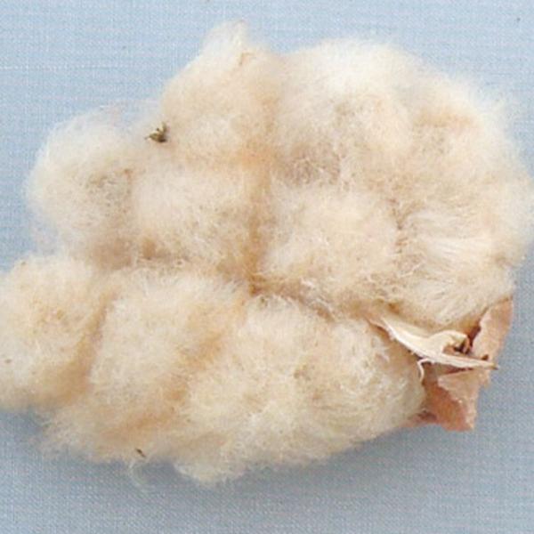 ●商品情報：ふわふわのコットンボールが枝いっぱいに実る!切枝も良し、綿を収穫するも良し。低木で栽培簡単!●分類：1年草●発芽適温：20〜30℃●観賞期(約)：10〜11月●草丈(約)：50〜100cm●用途：庭植え・鉢植え・切枝●ご注意：果...